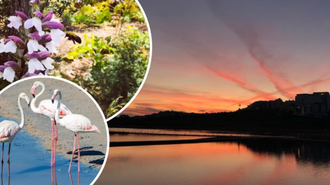 Get closer to nature: 5 places to spot Malta's wildlife (& what to expect)