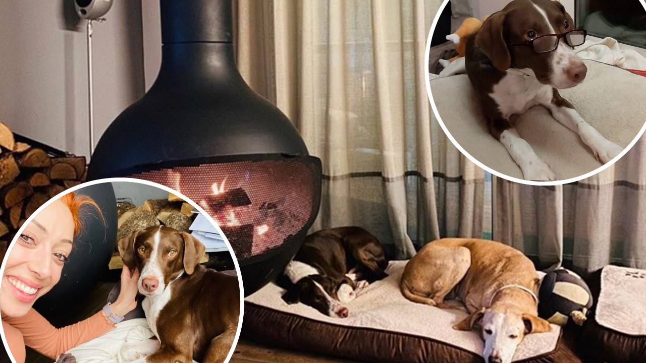 So touching! Traumatised rescue dog who escaped last night finds his ...