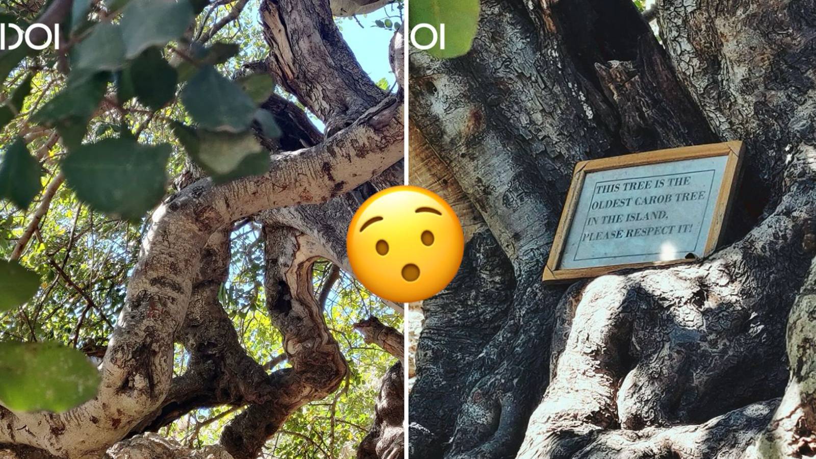 Timeless legacy! Did you know that this carob tree in Xemxija is over a ...