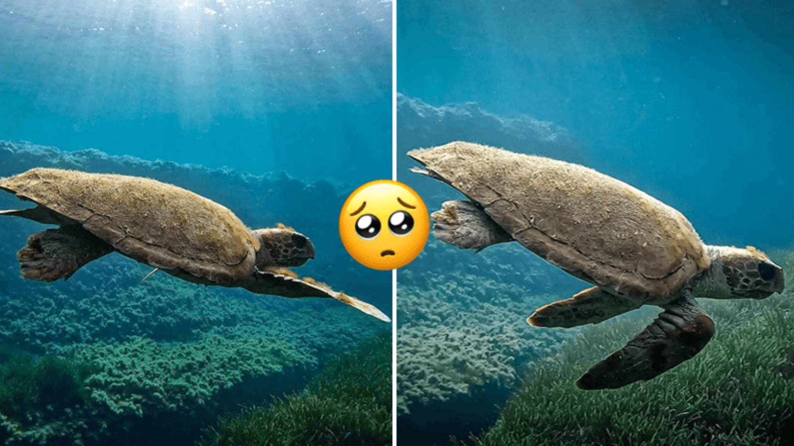 Update: Injured turtled rescued by Wildlife Rescue Malta from Xwejni in ...