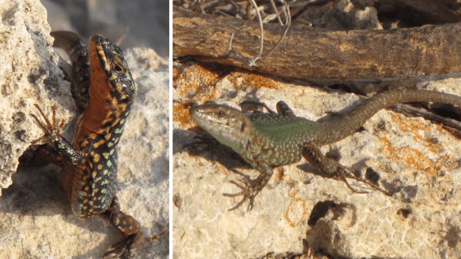 A Gozitan marvel! Series of photos show what the unique and endemic ...
