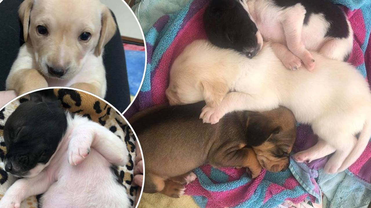 Care for a pup? Local who rescued 9 adorable puppies needs your help