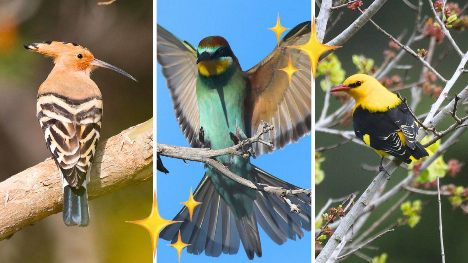 Here are the three most colourful birds that visit the Maltese Islands ...
