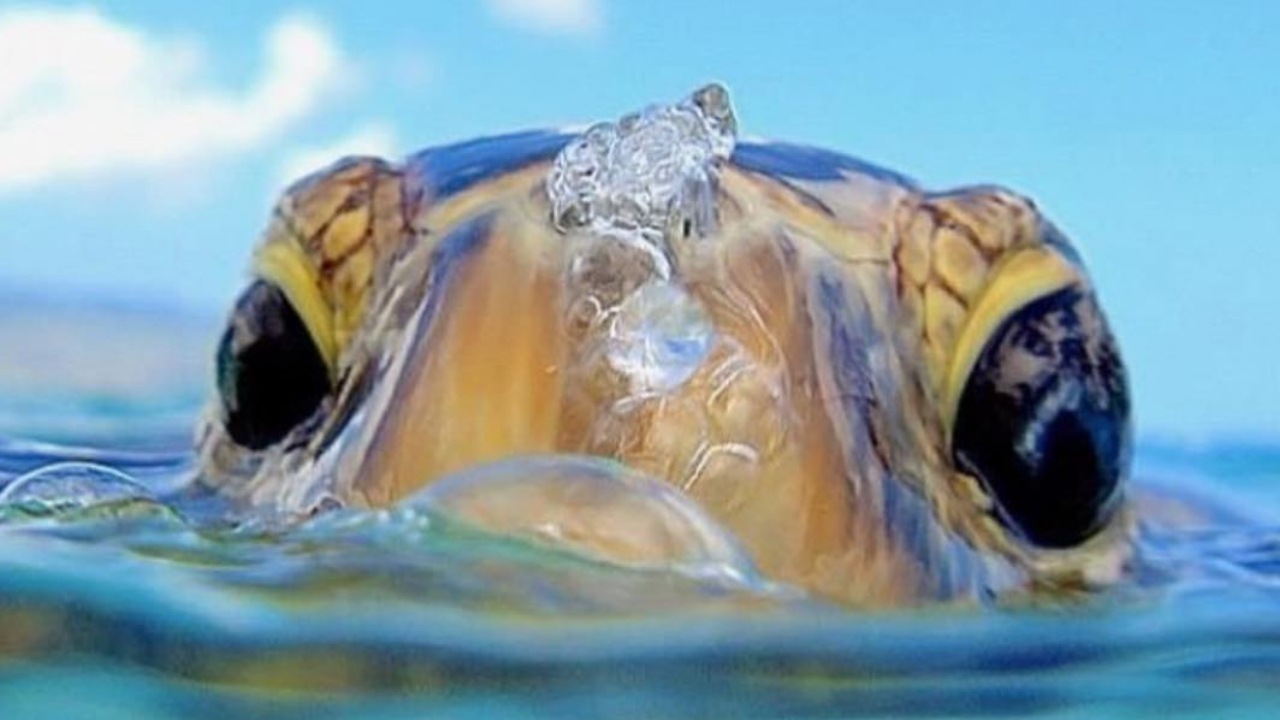 At loggerheads? Watch out for these sea turtles in Maltese waters
