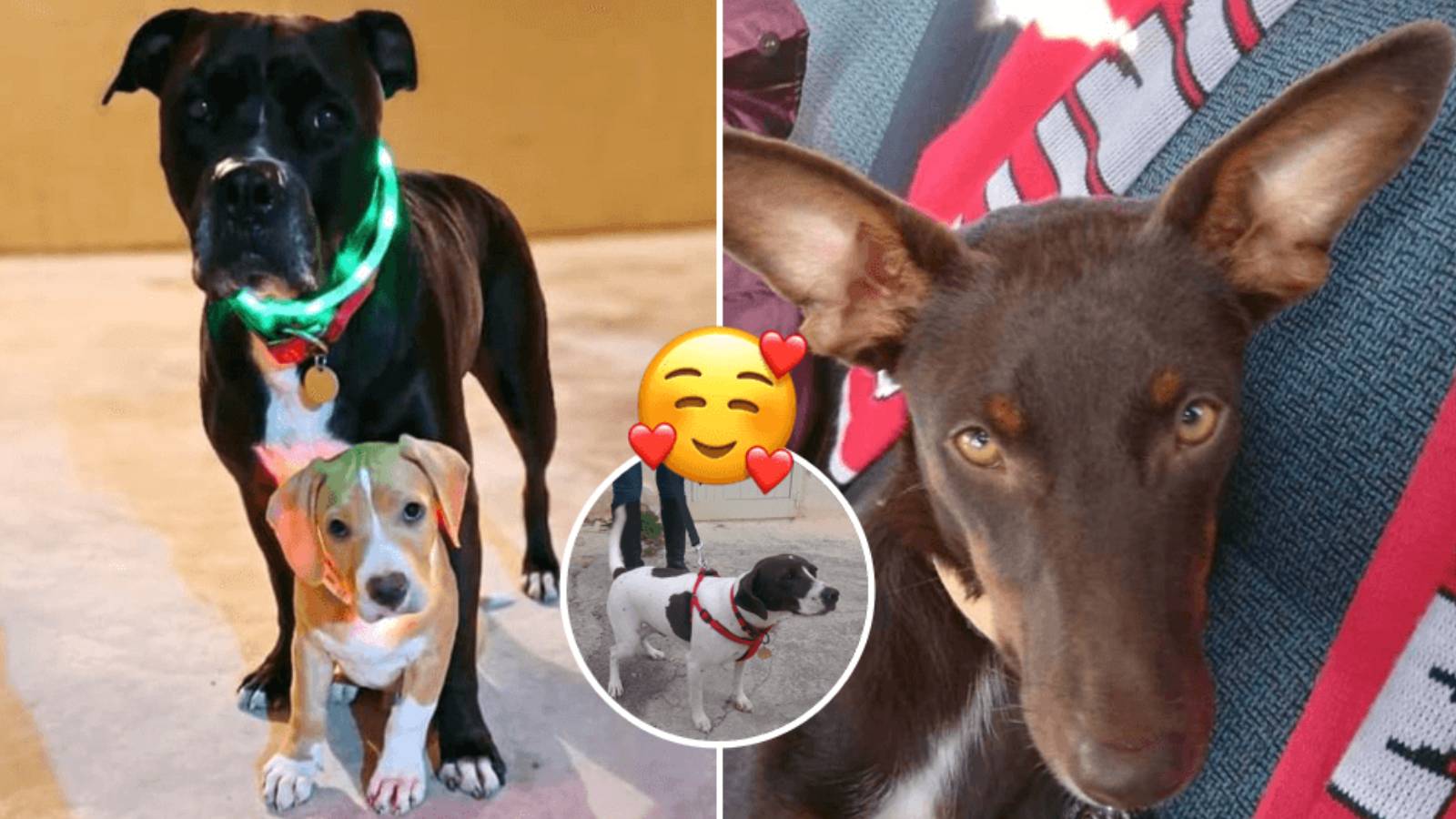 Woof! Gozo’s SPCA experience record breaking number of dog adoptions ...