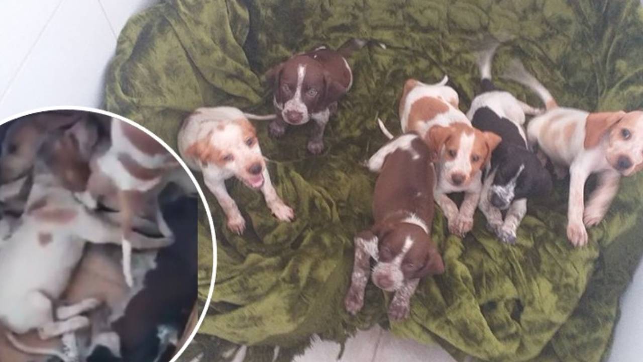 What a transformation! Abandoned litter of puppies make dramatic recovery