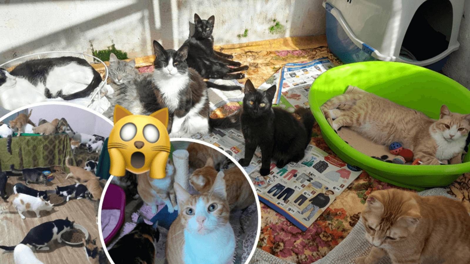 Meet Anna Vella, the Maltese woman taking care and offering a home to ...