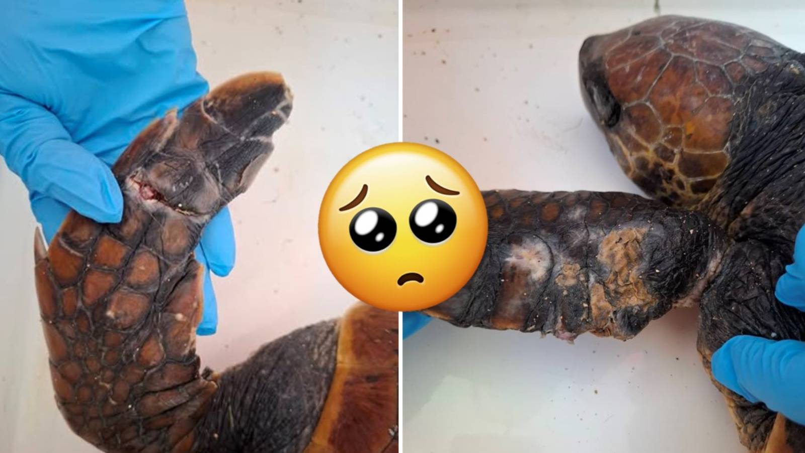 Rescue mission! Malta Ranger Unit saves turtle Coral found entangled in ...