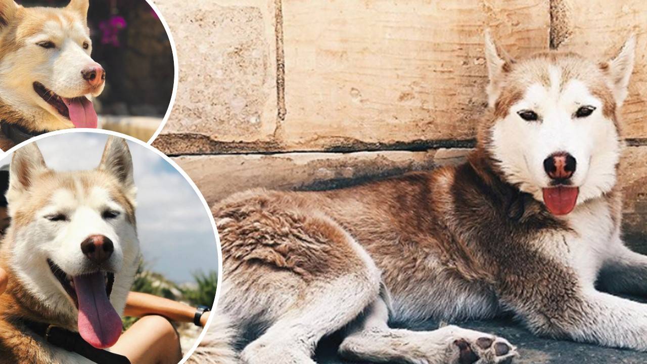 Meet Max: the Maltese dog influencer & adorable pupper that has stolen ...