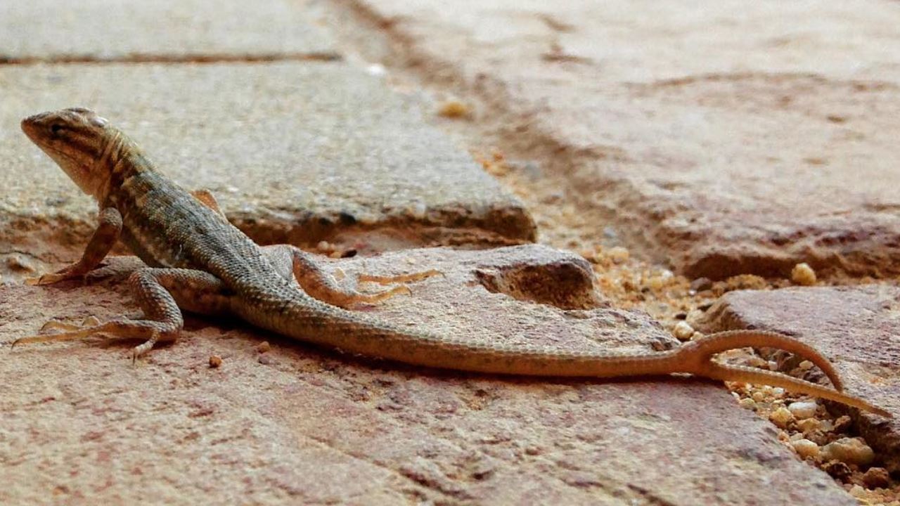 Filfla's legendary resident: does the two-tailed lizard actually exist?