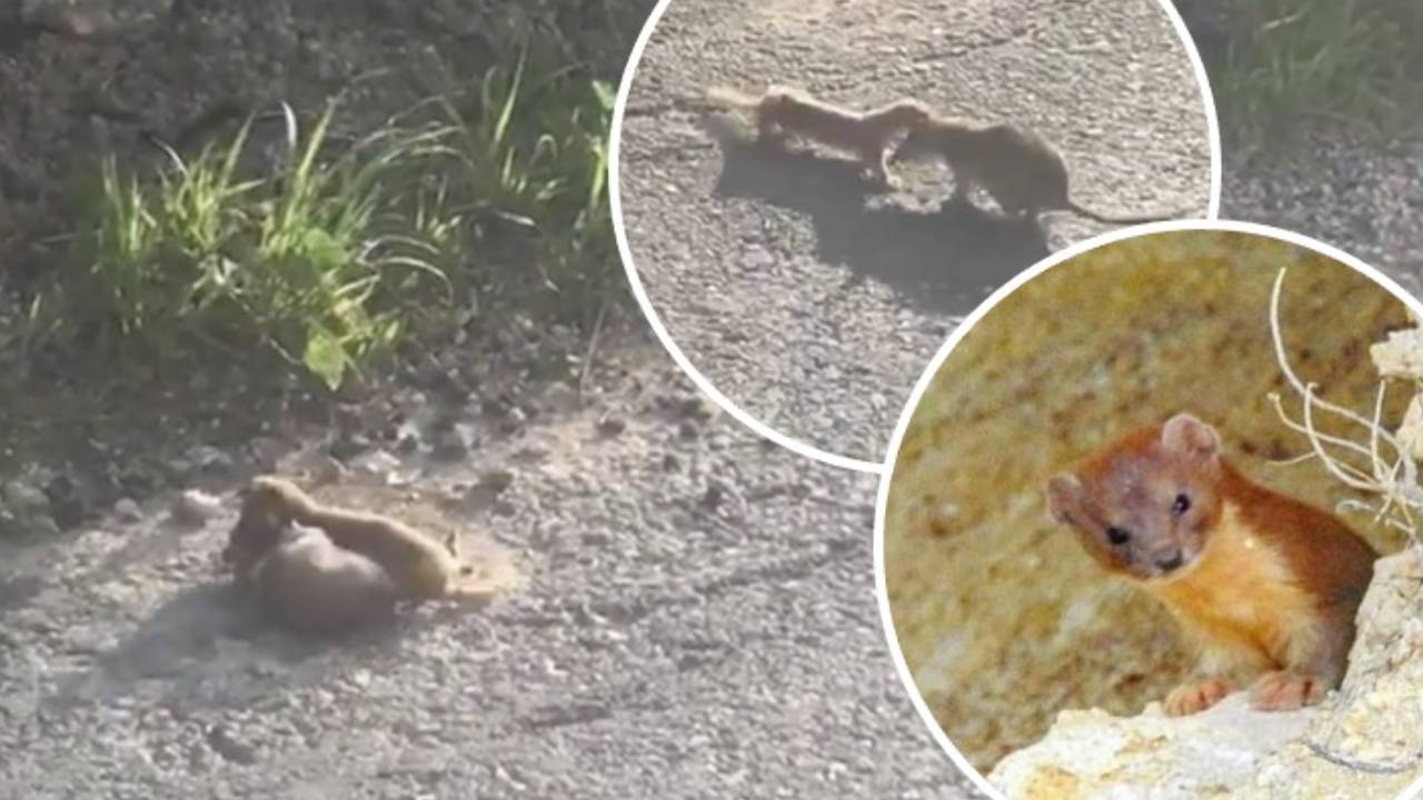 WATCH: Rare sighting of Maltese weasel attack rat on country road is ...