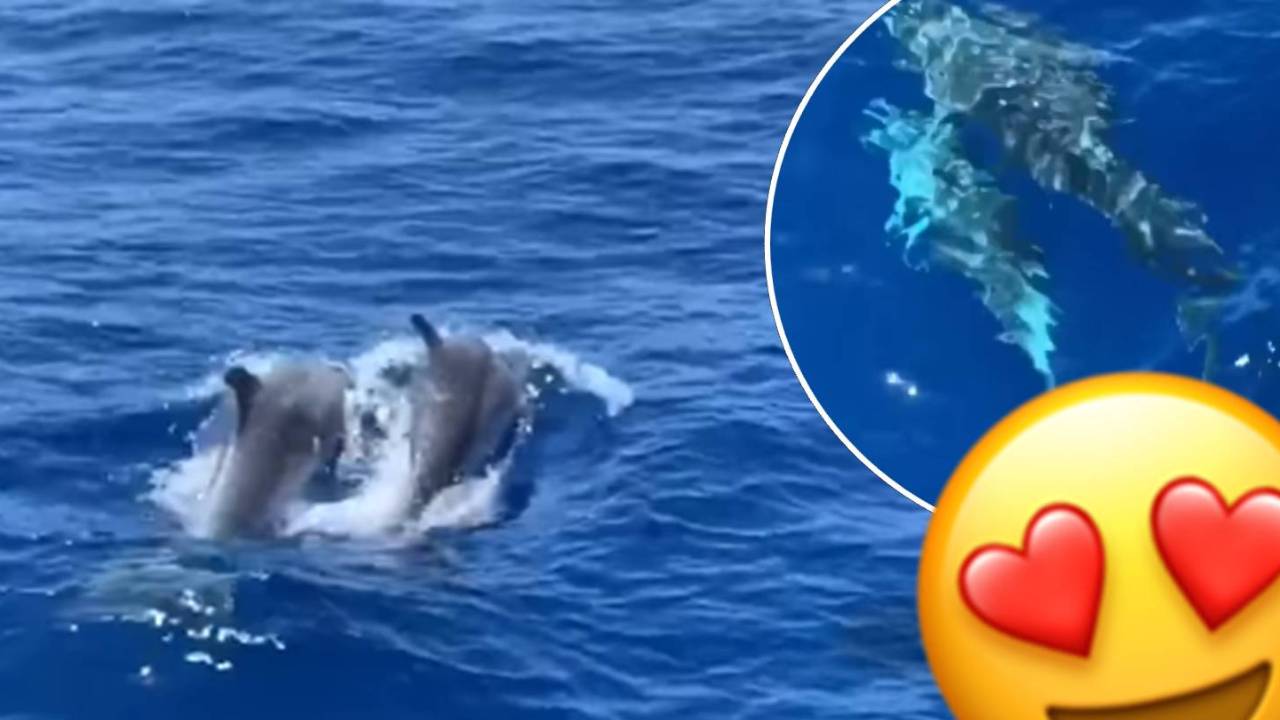 WATCH: Hey, you! Cute dolphin family spotted in Maltese waters