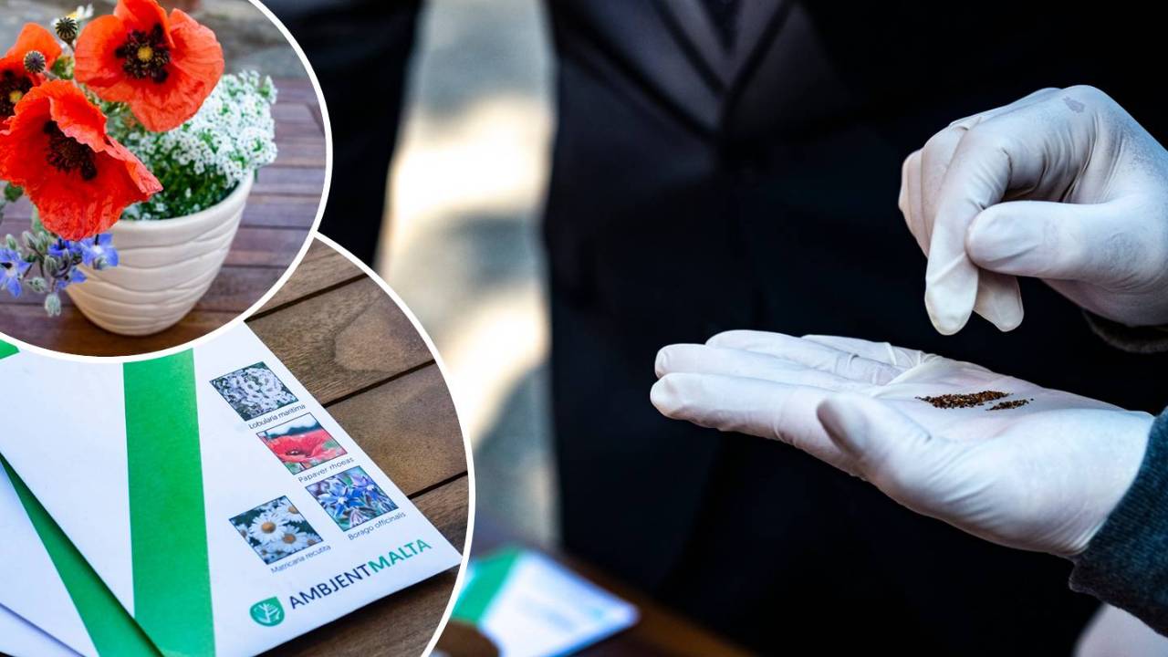 Flower power! Every household in Malta & Gozo will receive wildflower ...