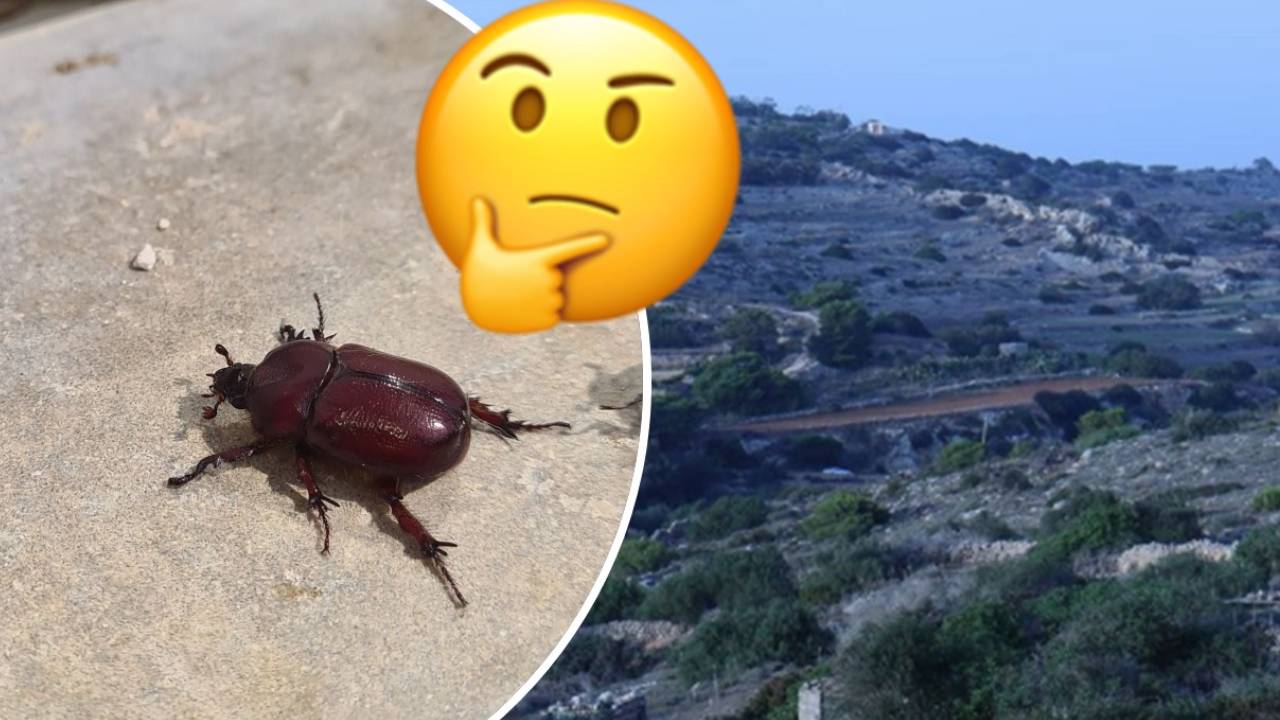 Have you spotted these large brown beetles recently? Here’s why they’re ...