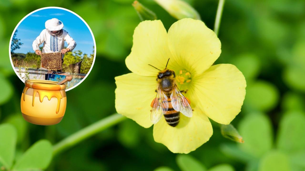 Here’s EVERYTHING you need to know about the Maltese Honeybee