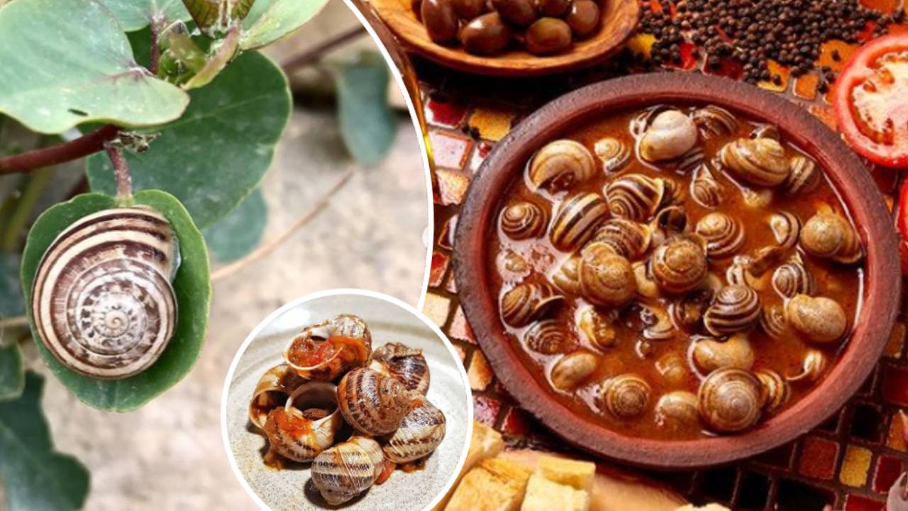 Ready for more bebbux? Massive 6,000sqm SNAIL farm proposed in Malta