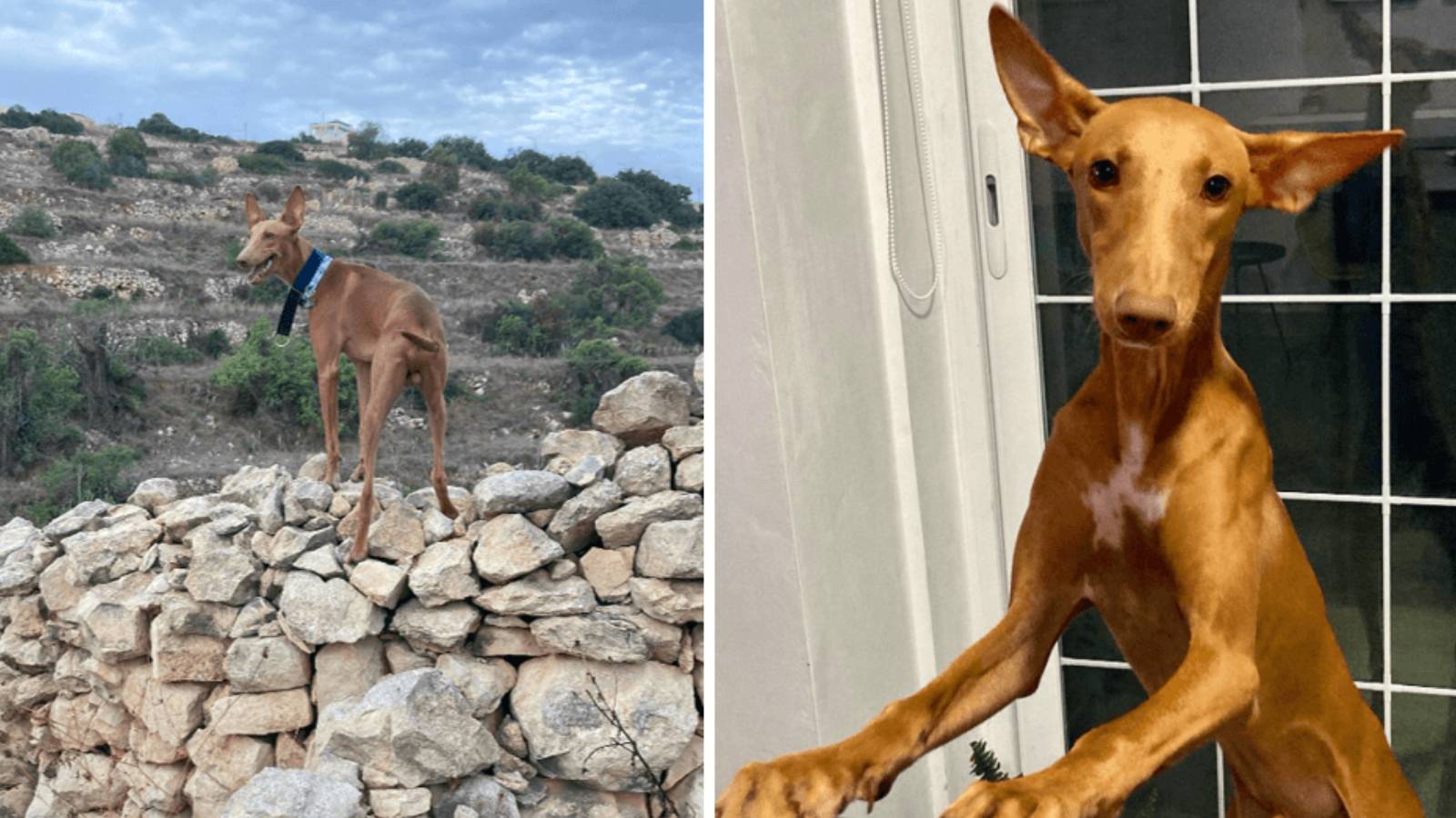 All about Malta’s national dog – ‘Il-Kelb tal-Fenek’