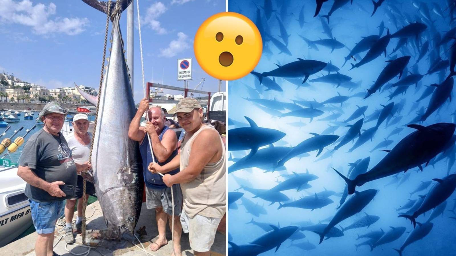 What a catch! Massive 300kg tuna reeled in at St Paul’s Bay