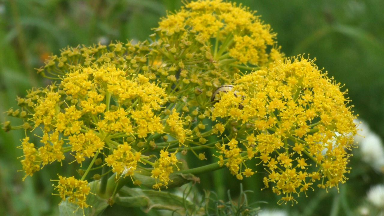 Hey gorgeous! Meet Malta’s newest endemic species: the Maltese Ferule