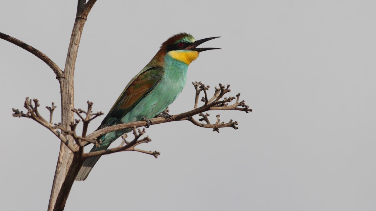 Bird-spotting on the islands? BirdLife Malta give us the deets on what ...
