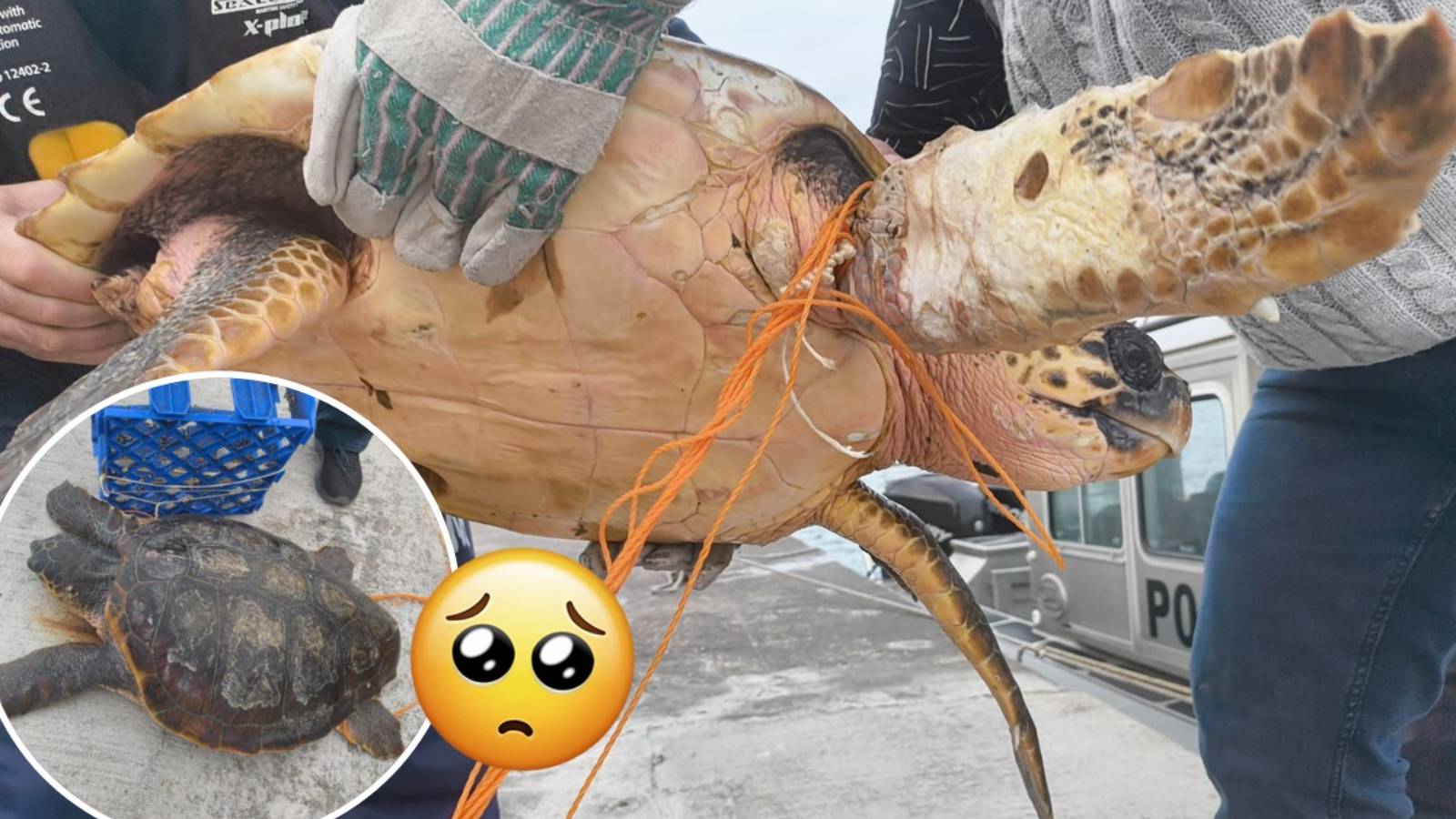 First March rescue! Turtle Kristine saved from net entanglement between ...