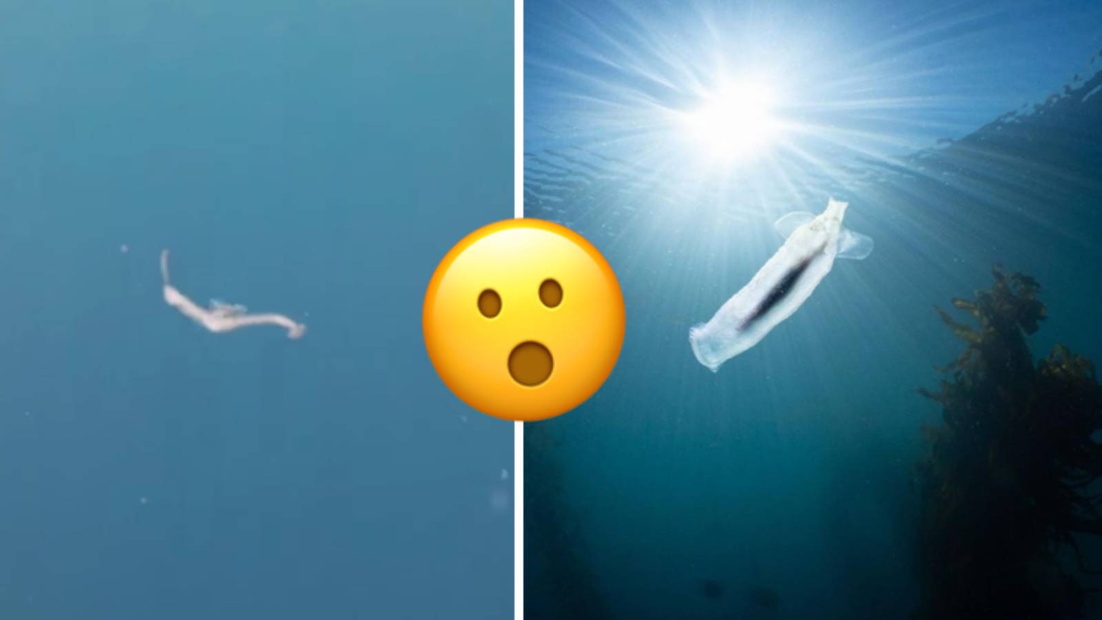 WATCH: Relatively rare pelagic sea snail otherwise known as a sea ...