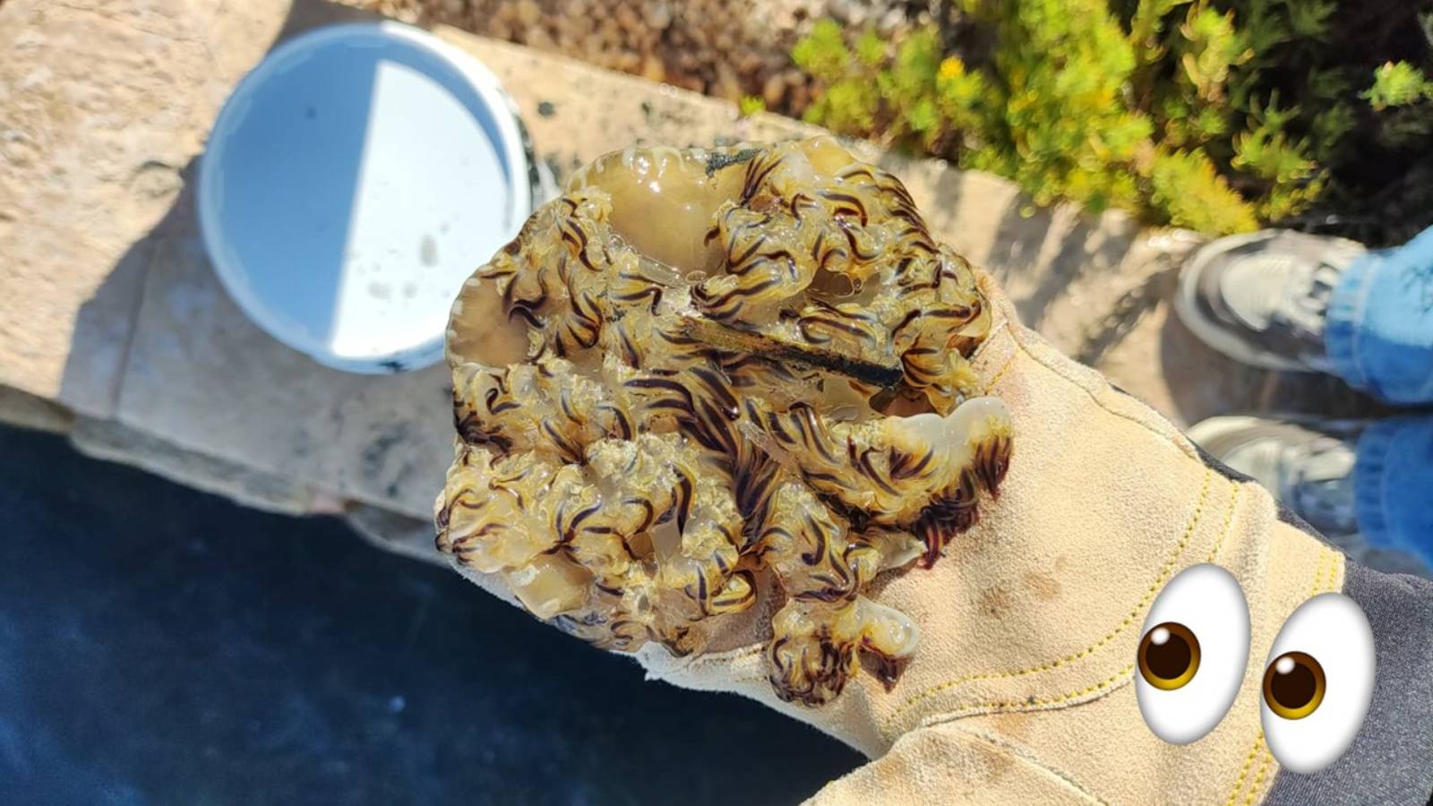 Curious alien! Marine biologist shines spotlight on the Upside-Down ...