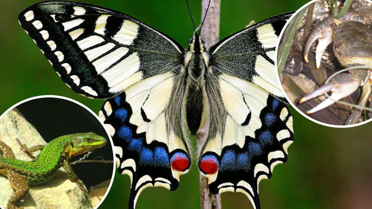 Only in Malta! Check out these 10 animals which can be found nowhere ...