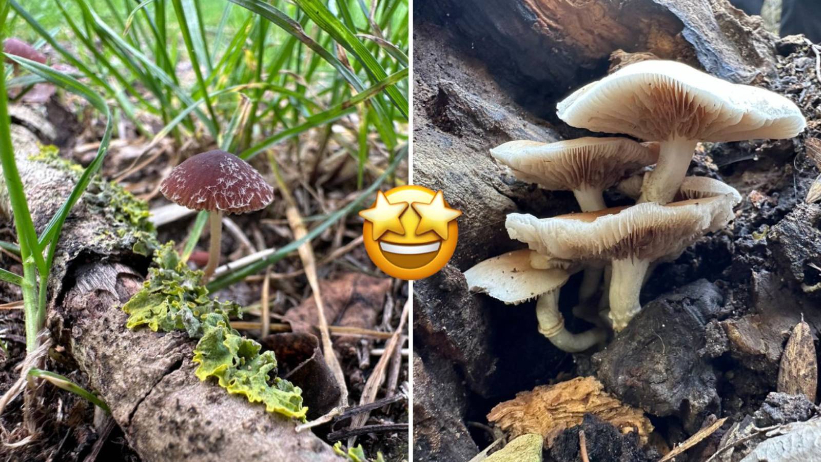 Wow! Check out these beautiful photos of different fungi thriving at ...