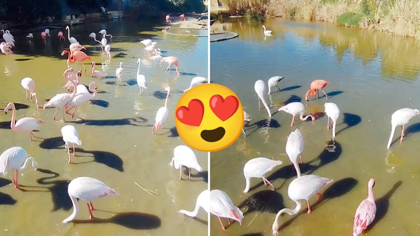 WATCH: Birdwatcher films stunning flock of flamingos at Maltese bird park