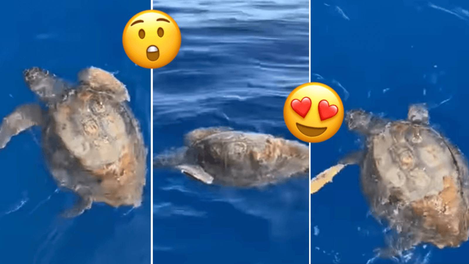 WATCH: Beautiful! Loggerhead turtle spotted happily swimming in Maltese ...