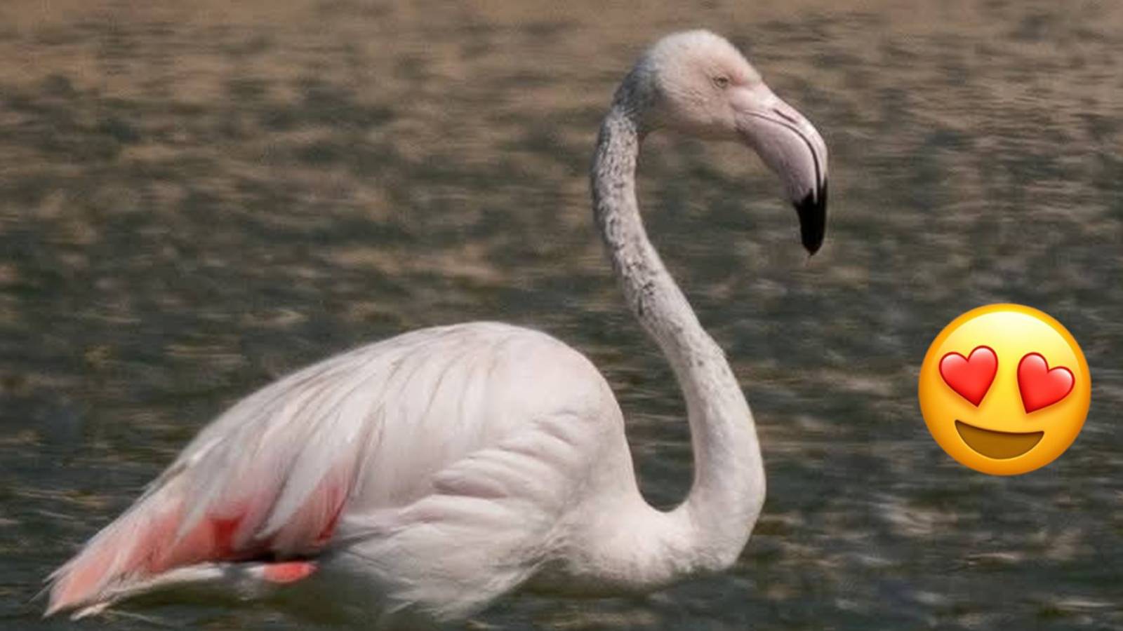 What a beaut! Stunning flamingo spotted at Salini Nature Reserve