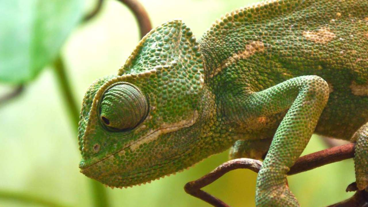 Do you know the symbolic meaning of these 7 animals you'll see in Malta?