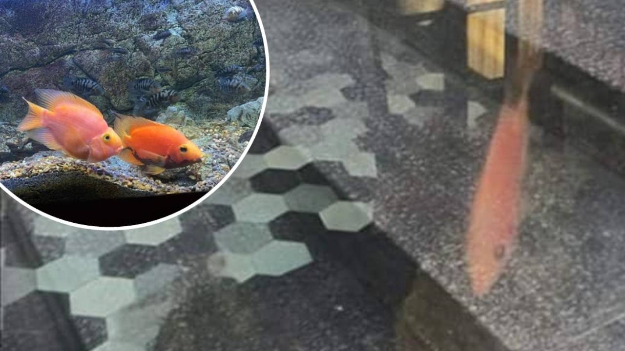 Priscilla, the lonely fish stuck in a club’s tank, was rescued & given ...