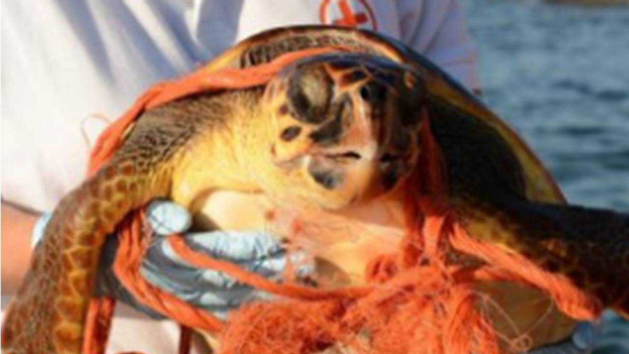 Here’s what you need to do if you spot a turtle in trouble in Malta