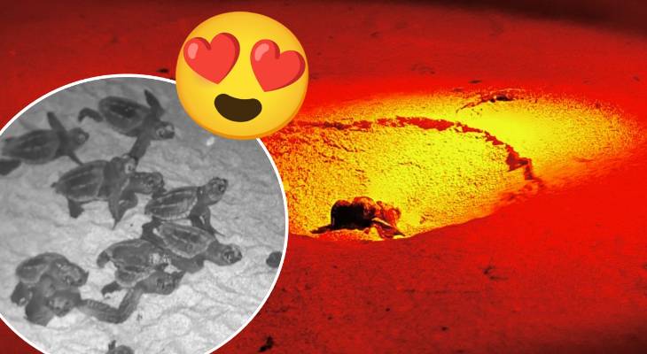 Turtle tides! A total of 60 hatchlings emerge from nest relocated to ...