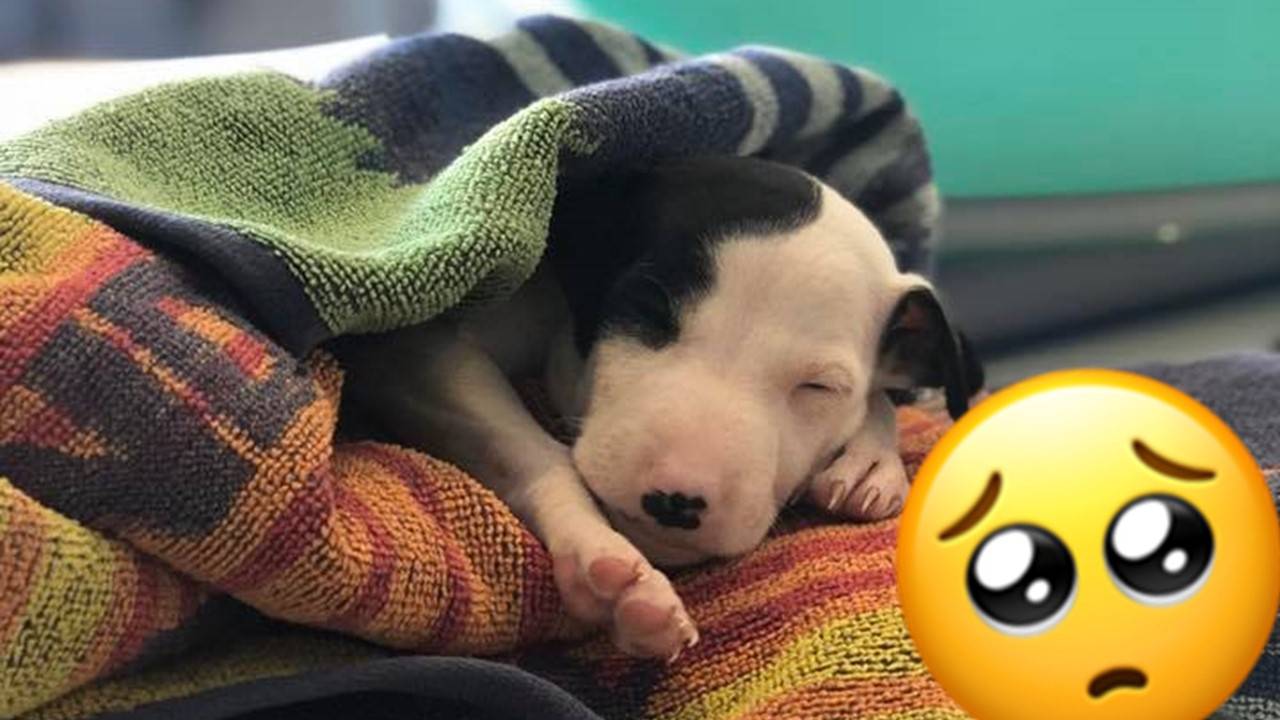 Poor baby! 5-week-old rescued pooch needs all the love in the world ...