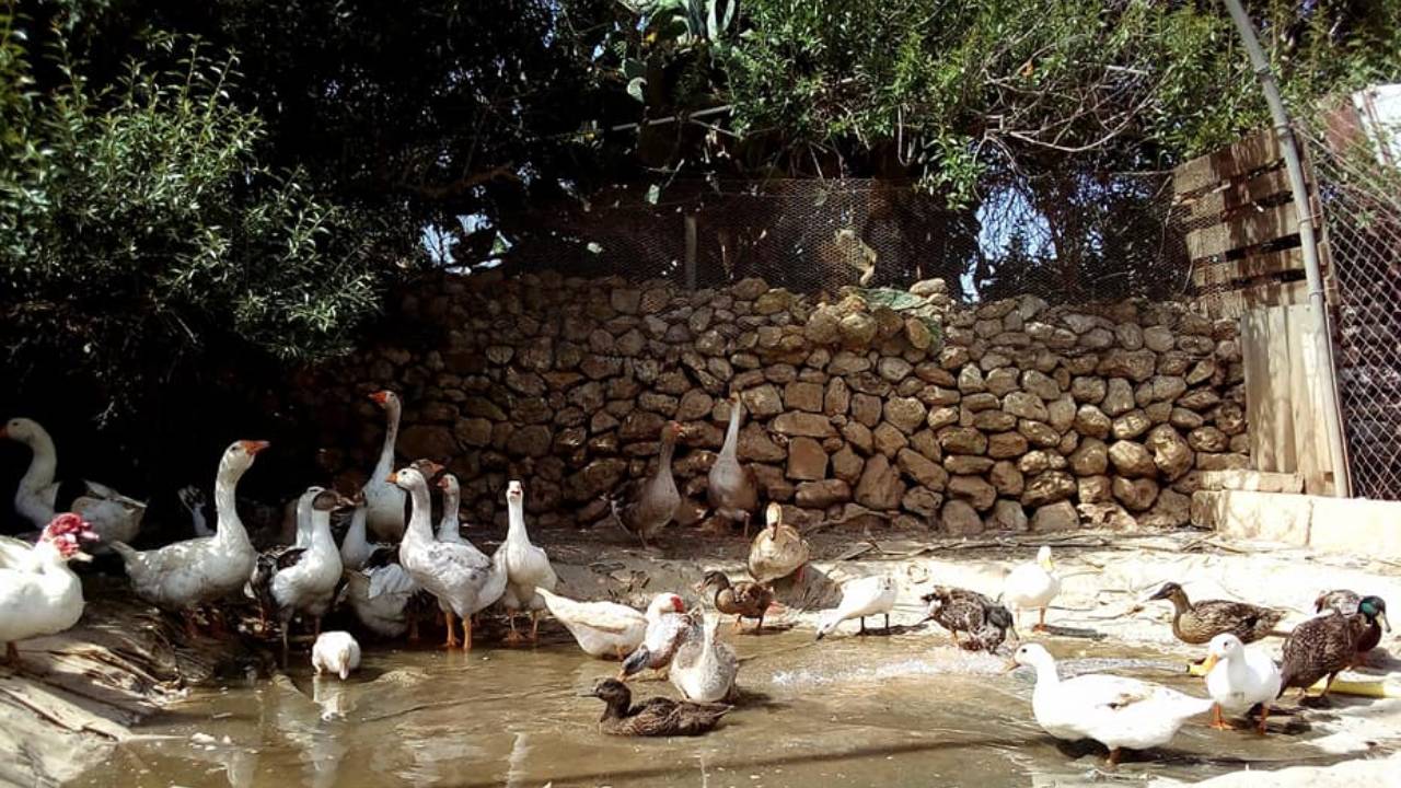 Adopt a duck today! Gozitan farm looking for people to home these cute ...