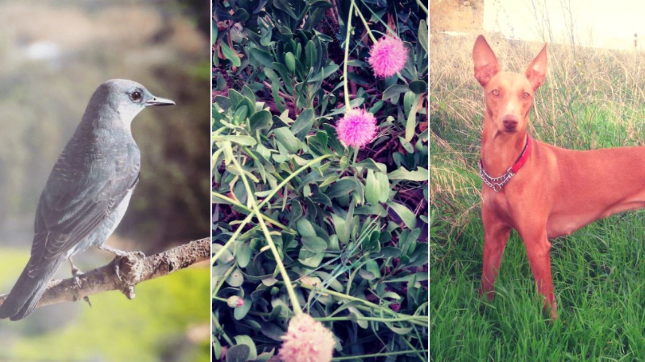 Do you know the national symbols of Malta?