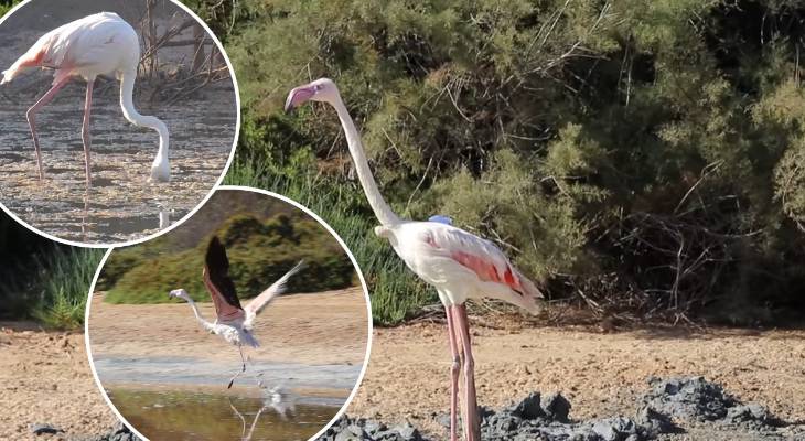 Freedom flight! BirdLife Malta releases rehabilitated flamingo into the ...