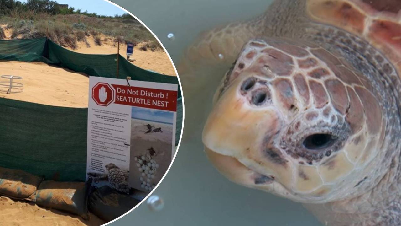 Happy World Sea Turtles Day! Here’s how you can help these sea ...