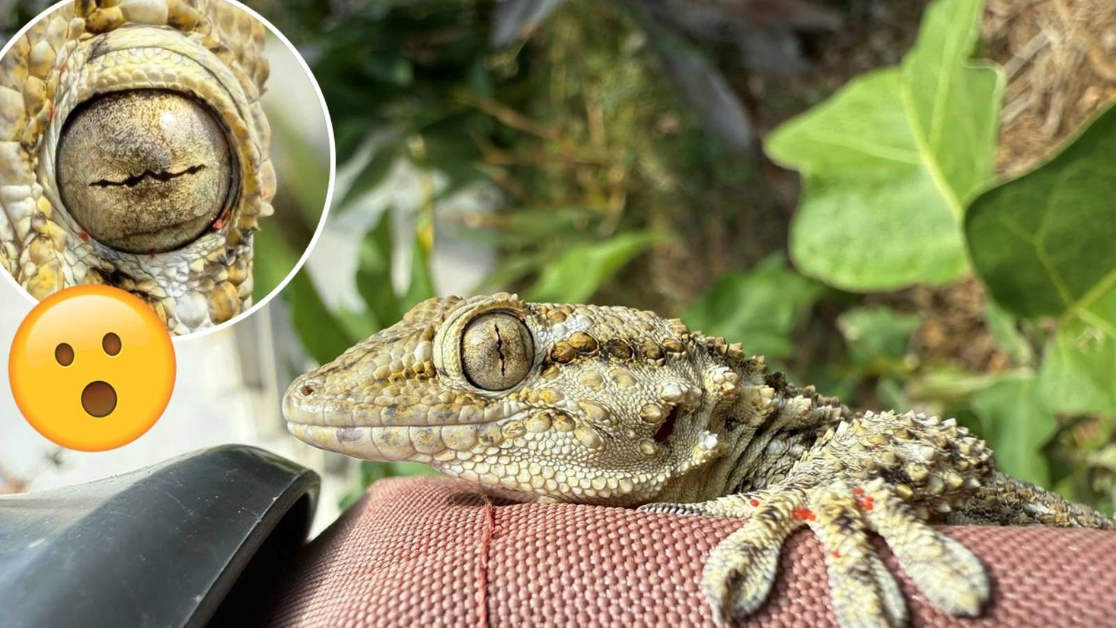 What a shot! Maltese photographer captures breathtaking close-ups of a ...